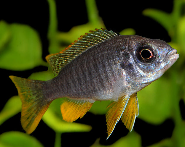 Juvenile & Small African Cichlids for Sale - Ron's Cichlids – Rons Cichlids