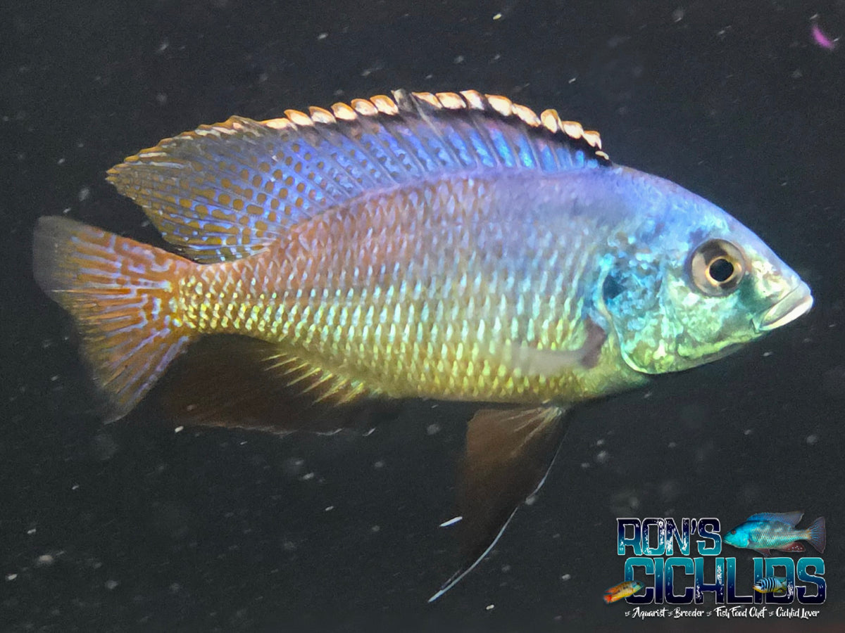 Protomelas Johnstoni Solo (Rare) – Rons Cichlids