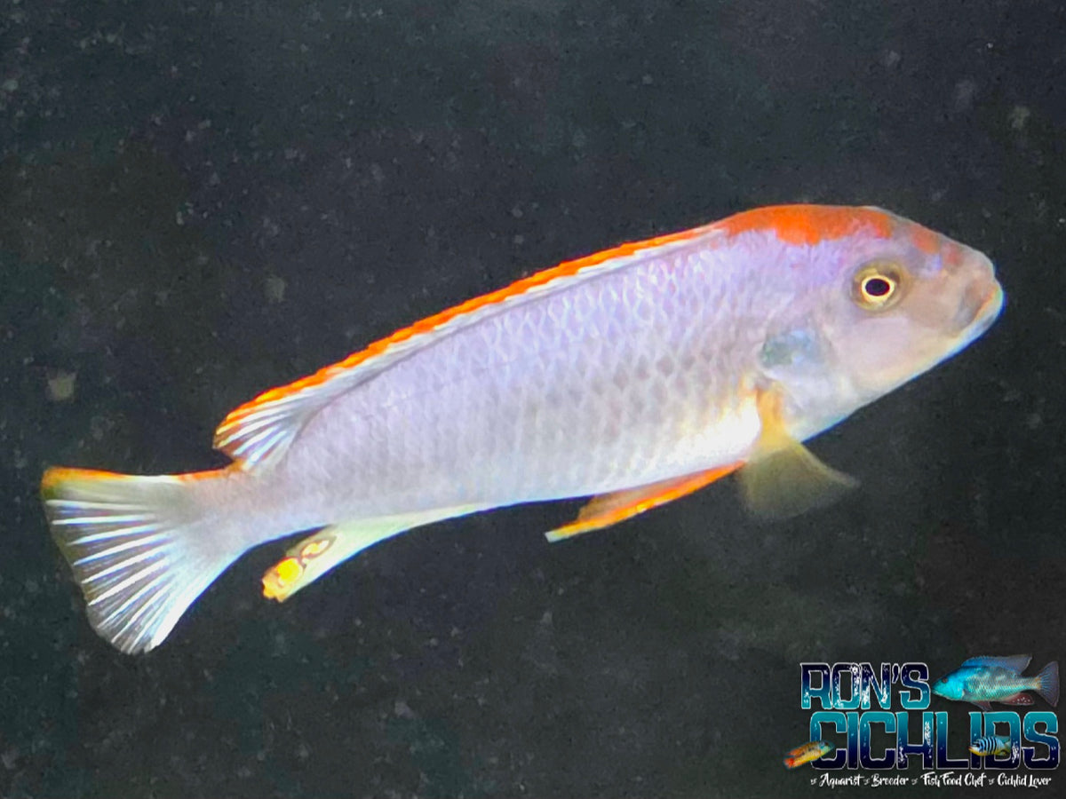 Red Top Ndumbi (Females On Sale 25% Off at Checkout) – Rons Cichlids