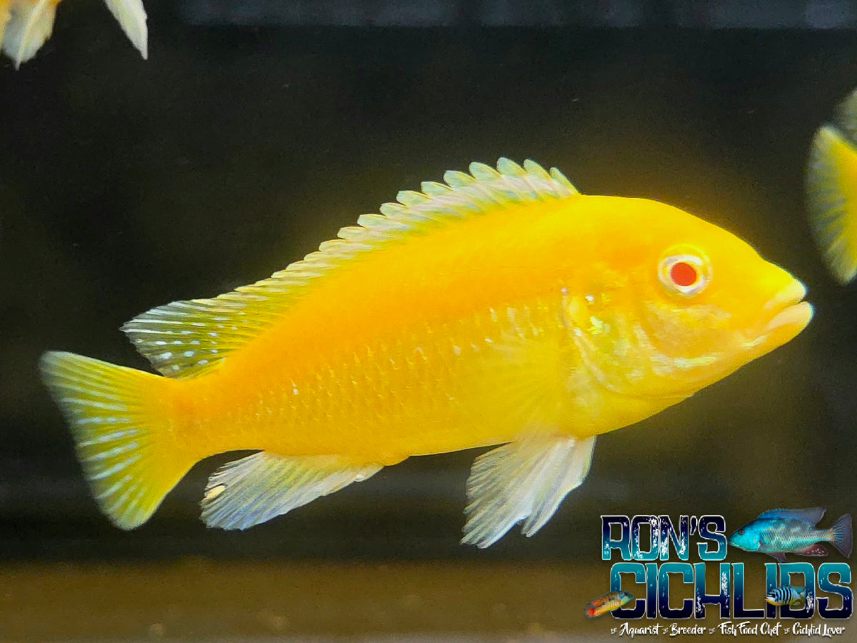 Albino Yellow Lab (New!)(Rare) – Rons Cichlids