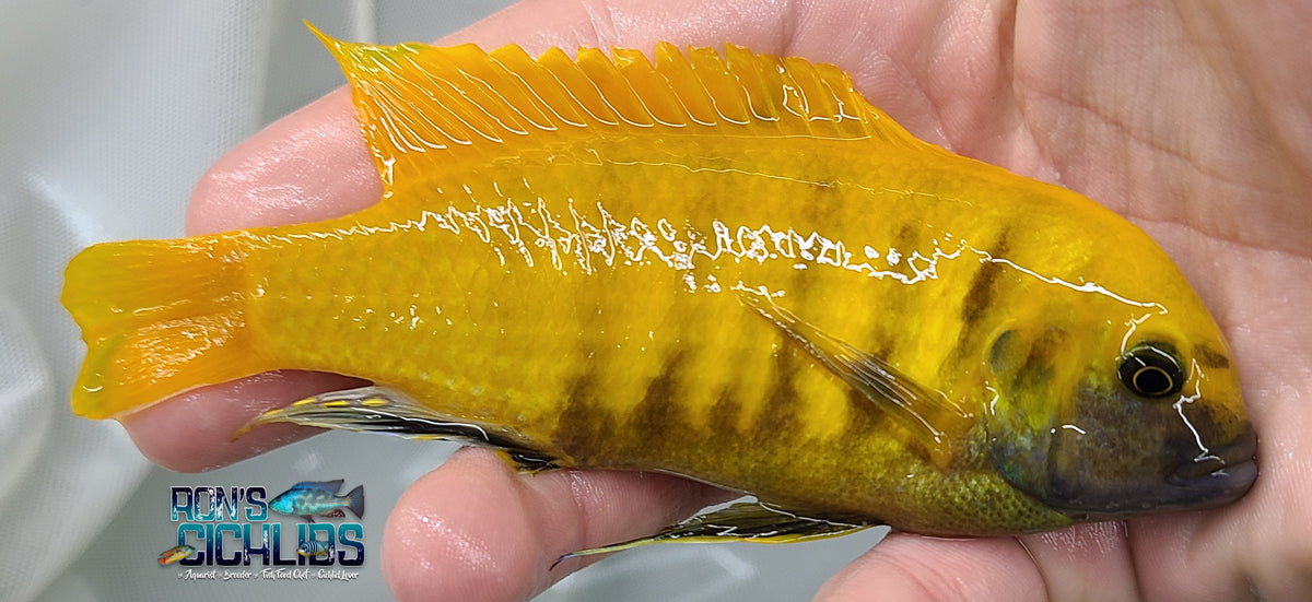 Gold Kawanga – Rons Cichlids