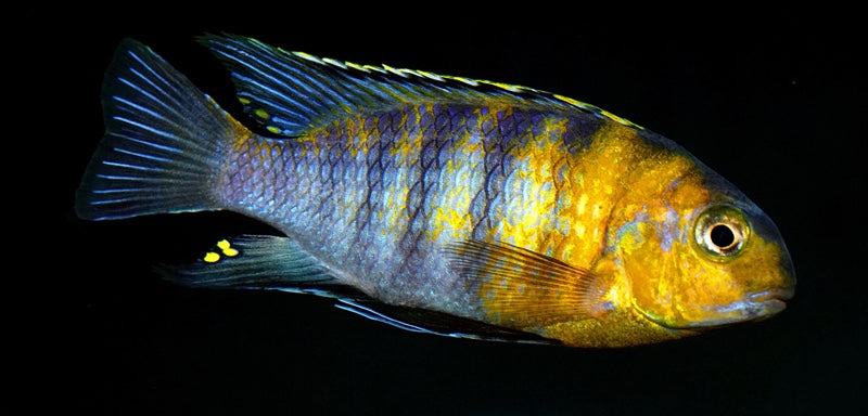 Tropheops Red Cheek (NEW!) – Rons Cichlids