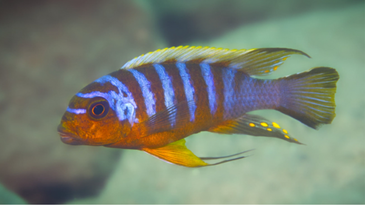 Zebra Long Pelvic "Chewere" (Very Rare) – Rons Cichlids