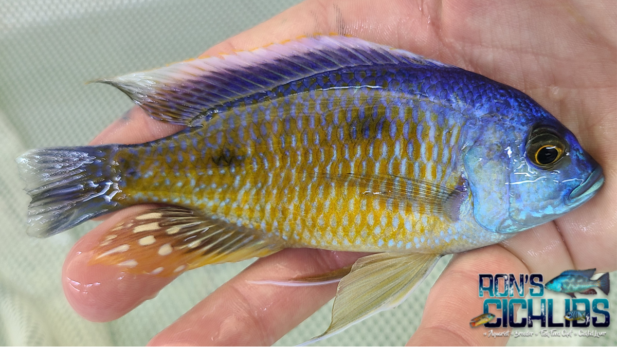 Mbenji Borleyi Quadrimaculatus (Rare)(New!) – Rons Cichlids