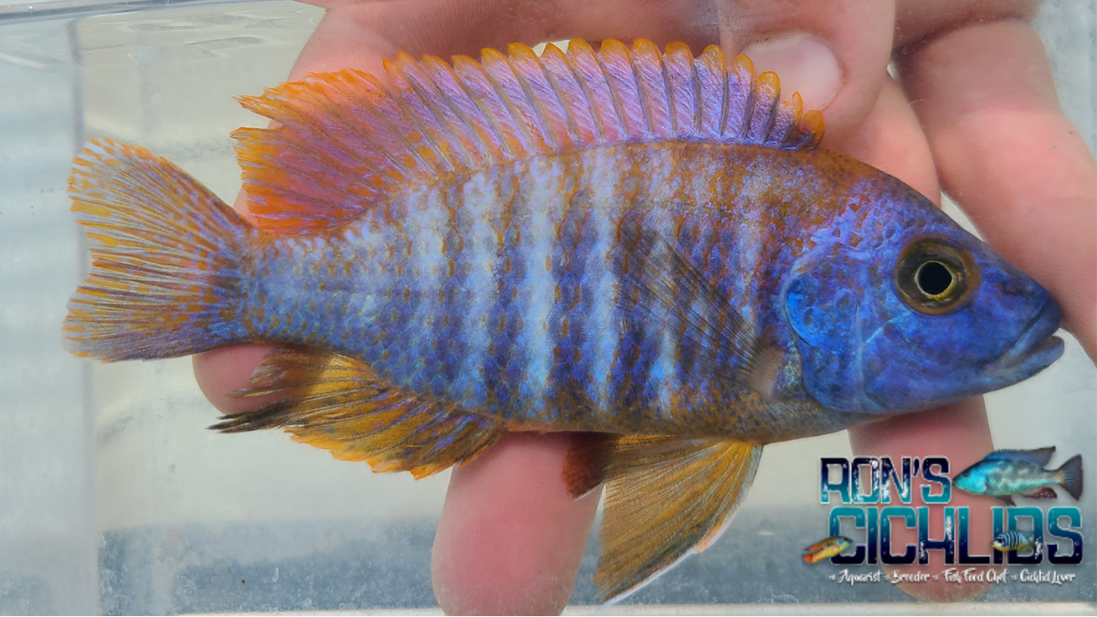 Red Sun Peacock (Orange&Blue) – Rons Cichlids