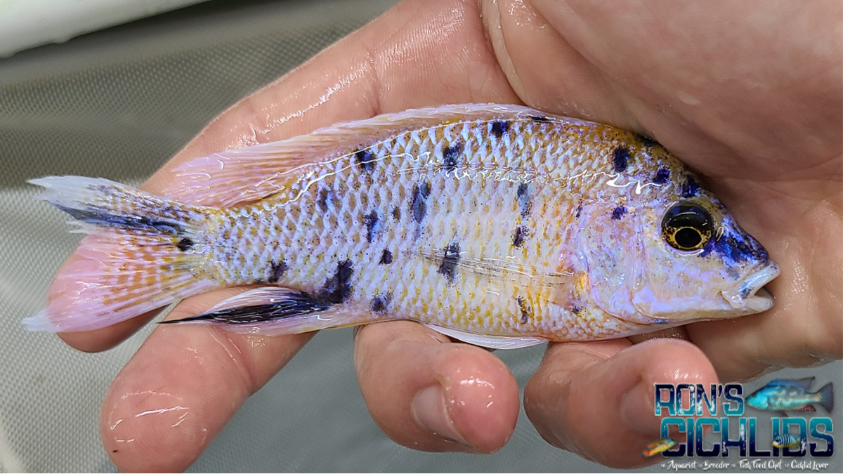 Platinum OB Peacock – Rons Cichlids