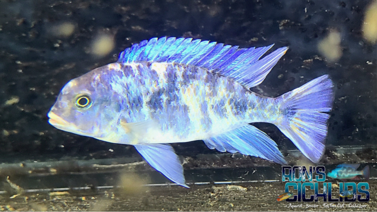 OB Moori - OB Blue Dolphin – Rons Cichlids
