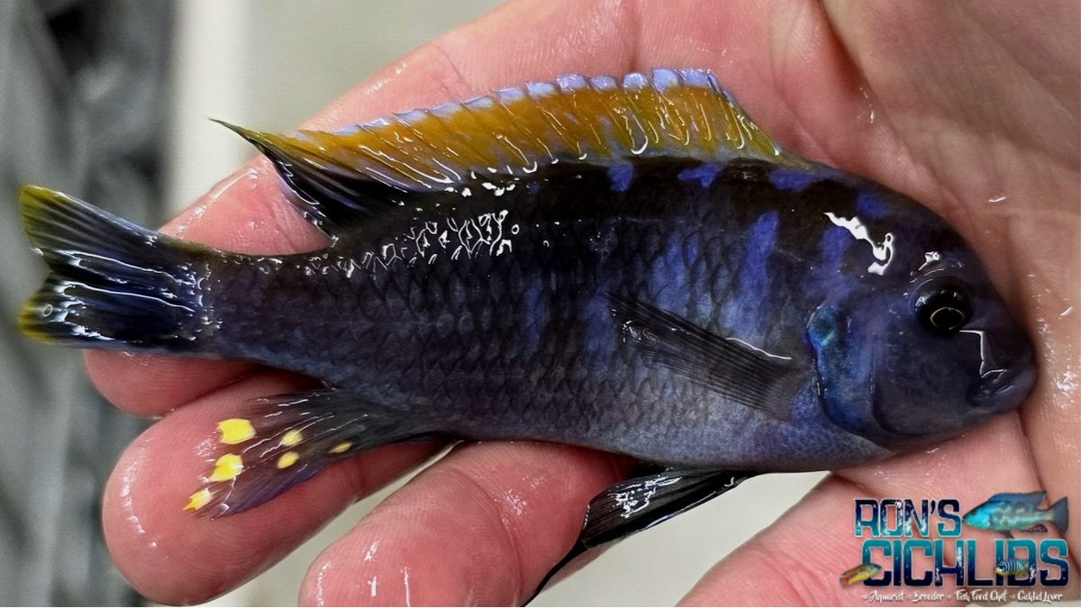 Jalo Reef Afra Cichlids - Cynotilapia zebroides – Rons Cichlids