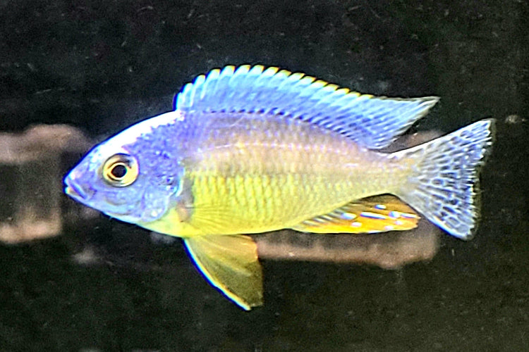Taiwan Reef Cichlid – Rons Cichlids