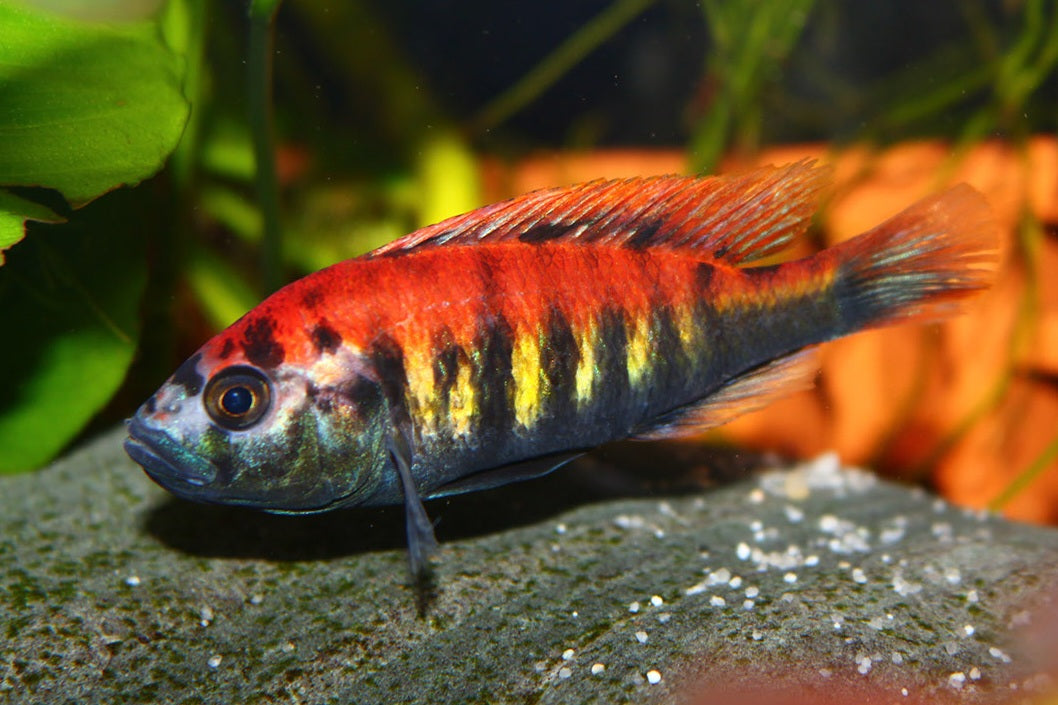 Pundamilia Nyererei Ruti Island Cichlids – Ron's Cichlids – Rons Cichlids