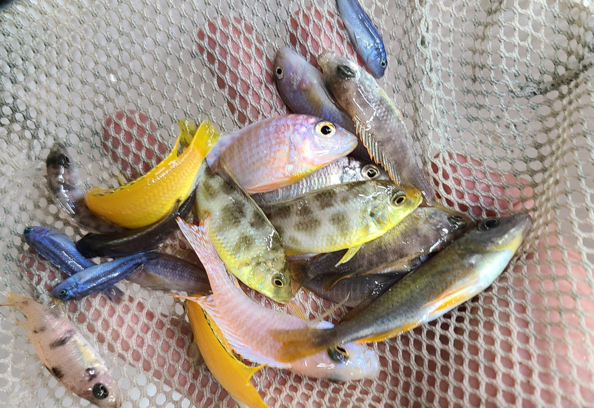 African Cichlid Variety Packs – Rons Cichlids