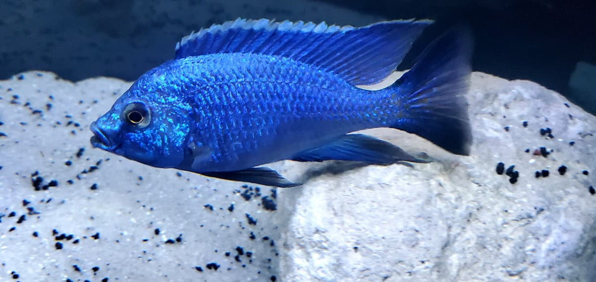 Azureus Cichlids - Copadichromis Azureus – Rons Cichlids