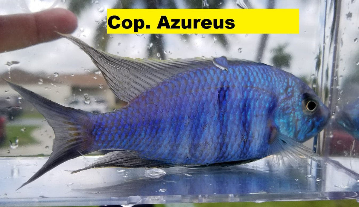 Azureus Cichlids - Copadichromis Azureus – Rons Cichlids
