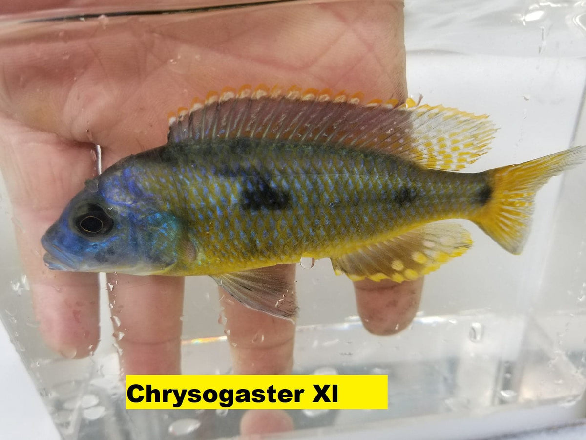 Chrysogaster – Rons Cichlids