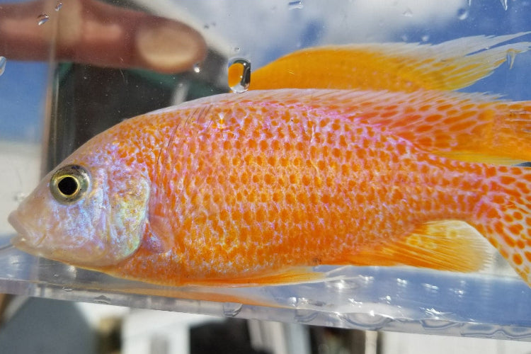 Dragonblood – Rons Cichlids