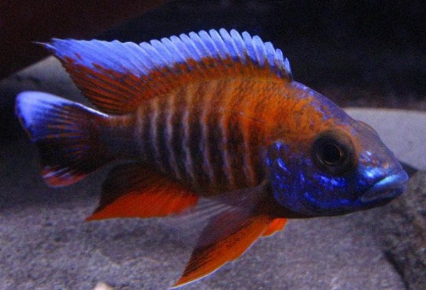 Eureka Red Jake Cichlids - Aulonocara jacobfreibergi – Rons Cichlids