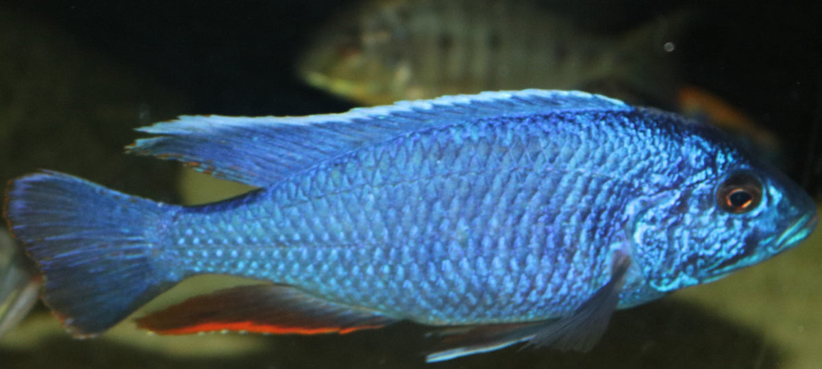 Electric Blue Fryeri – Rons Cichlids