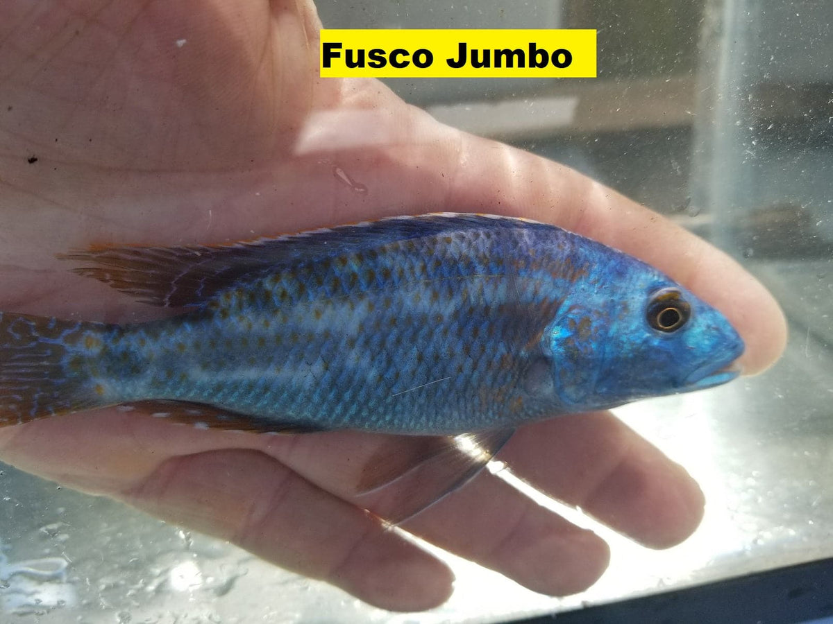 Fusco Cichlids - Nimbochromis Fuscotaeniatus – Rons Cichlids