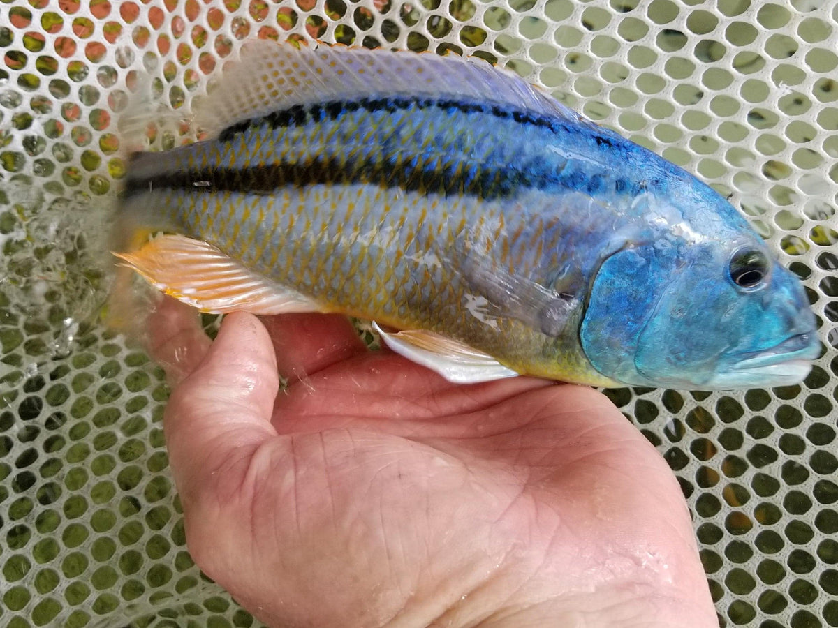 Malawi Hawk – Rons Cichlids