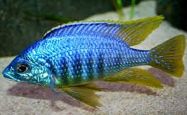 Jalo Reef – Rons Cichlids