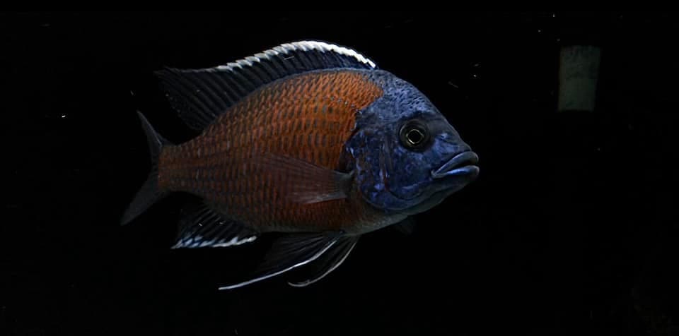 Red Fin Borleyi Cichlids - Copadichromis – Rons Cichlids