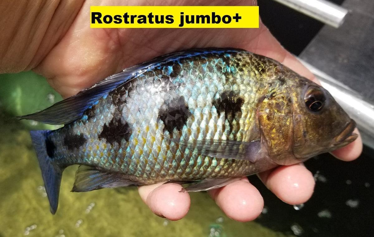 Rostratus - Sand Diver – Rons Cichlids