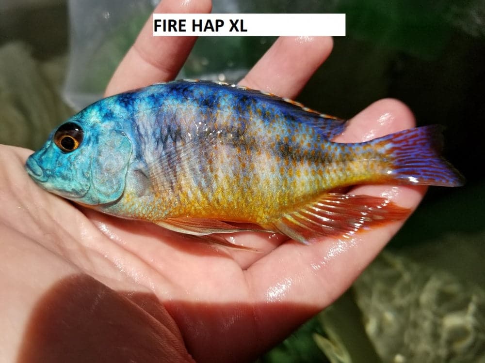 Super Red Empress Cichlid - Fire Hap – Rons Cichlids