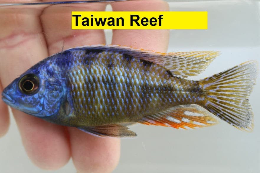 Taiwan Reef Cichlid – Rons Cichlids