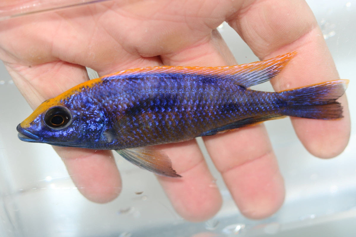 Yellow Blaze Z ROCK – Rons Cichlids