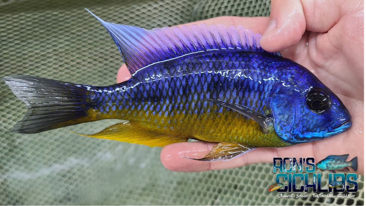 Protomelas sp. Spilonotus Tanzania AKA Insignis – Rons Cichlids