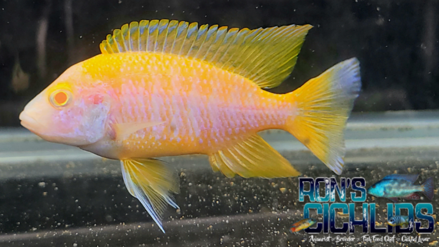 Albino Red Sun Peacock – Rons Cichlids