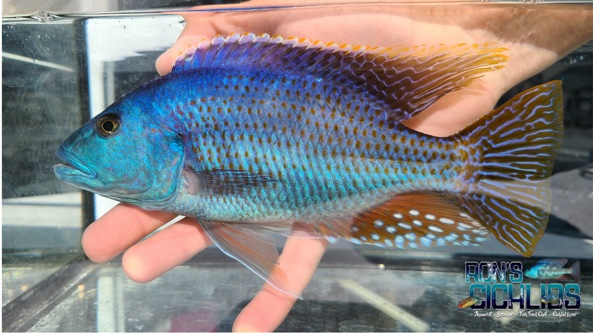 Fusco Cichlids - Nimbochromis Fuscotaeniatus – Rons Cichlids