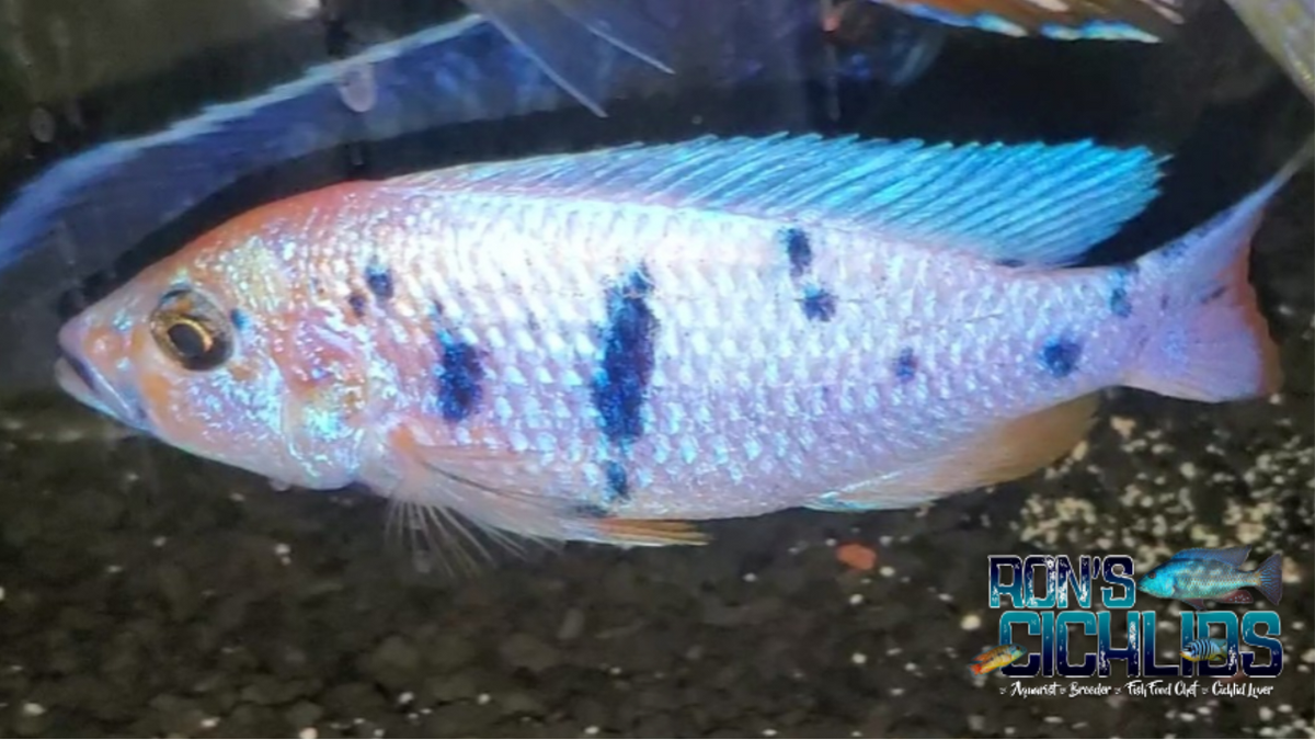 Albino Ice Blue Cichlid