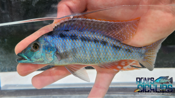 Lichnochromis Acuticeps Malawi Gar – Rons Cichlids