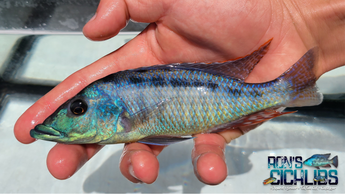 Lichnochromis Acuticeps Malawi Gar – Rons Cichlids