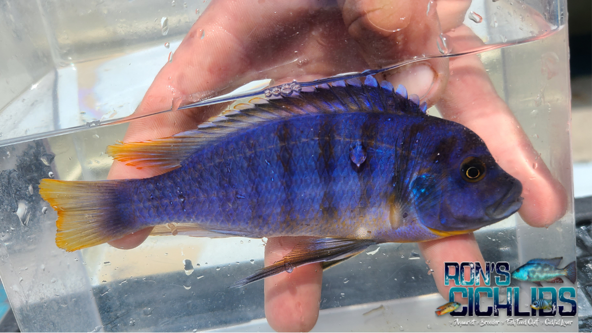 Mdoka Chilumba (Rare) – Rons Cichlids