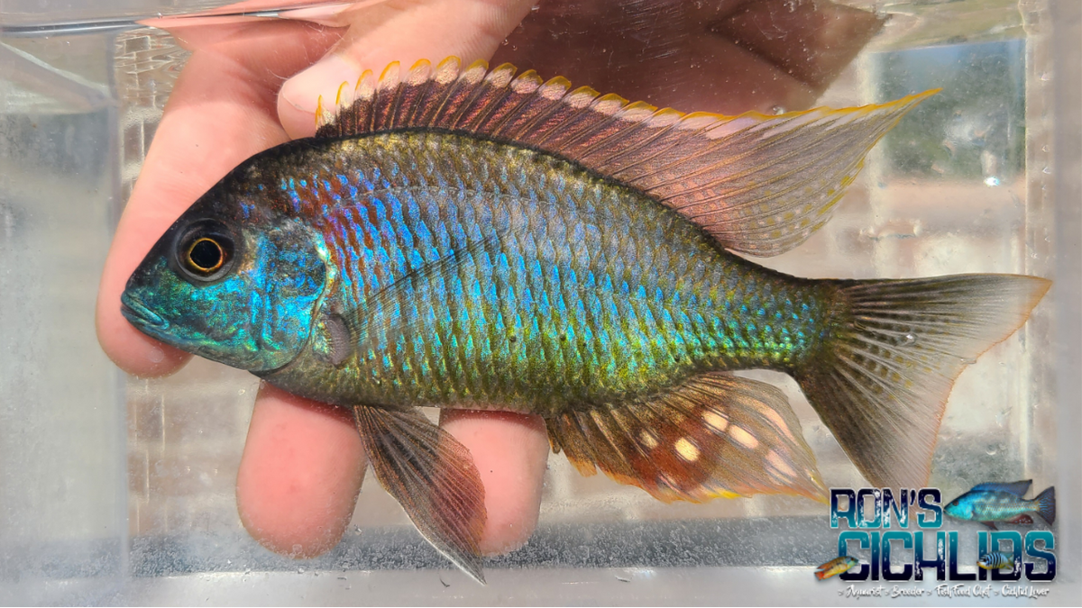 Lethrinops Sp. Mbasi – Rons Cichlids