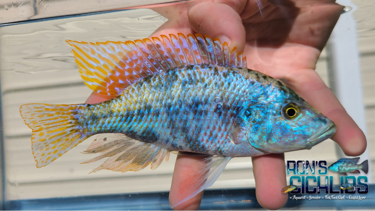 OB Compressiceps – Rons Cichlids