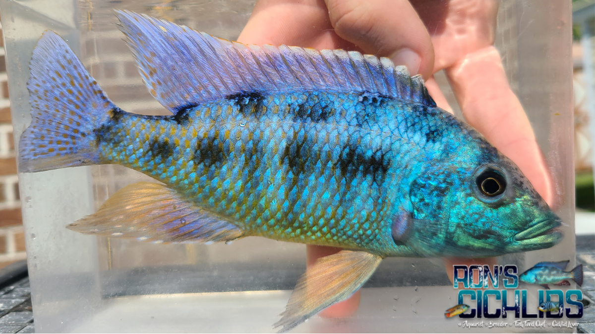 Fossorochromis Rostratus Royal Sienna Cichlid - Sand Diver – Ron's ...