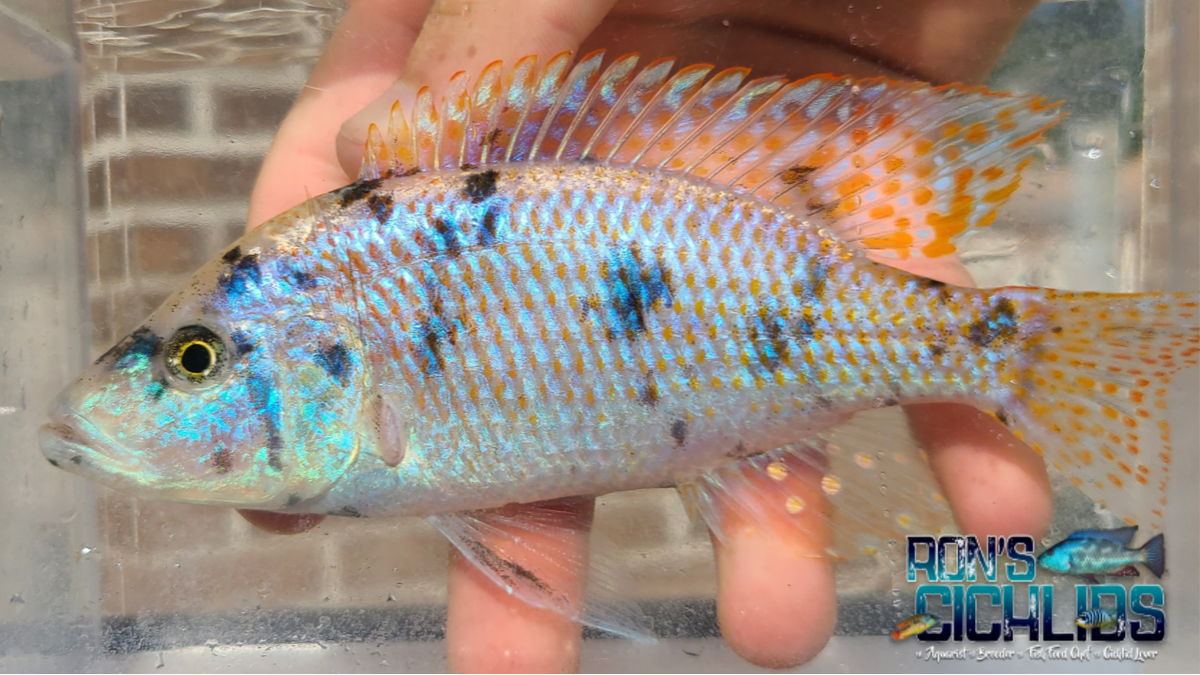 Platinum OB Compressiceps – Rons Cichlids