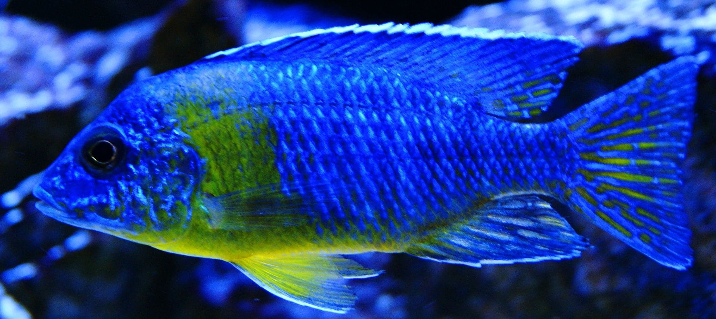 bicolor fish