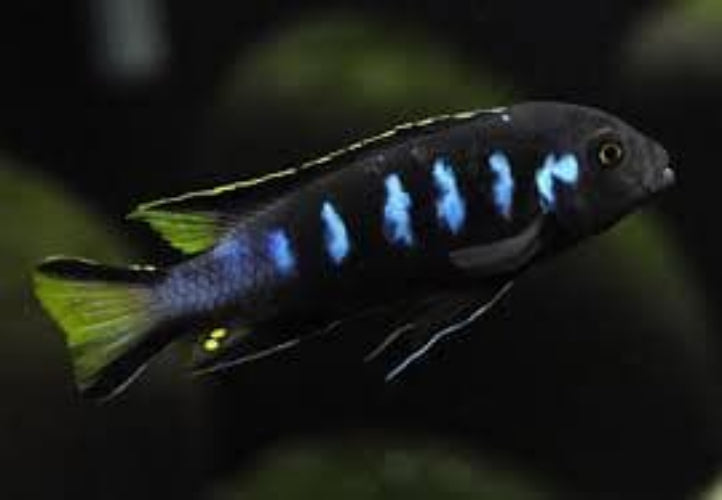 Elongatus Chewere – Rons Cichlids