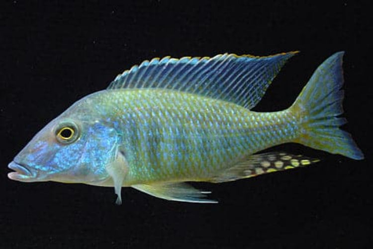 Taeniolethrinops Laticeps – Rons Cichlids