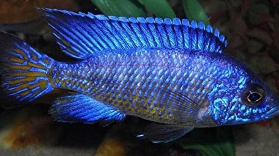 Aulonocara Koningsi Mbenji – Rons Cichlids